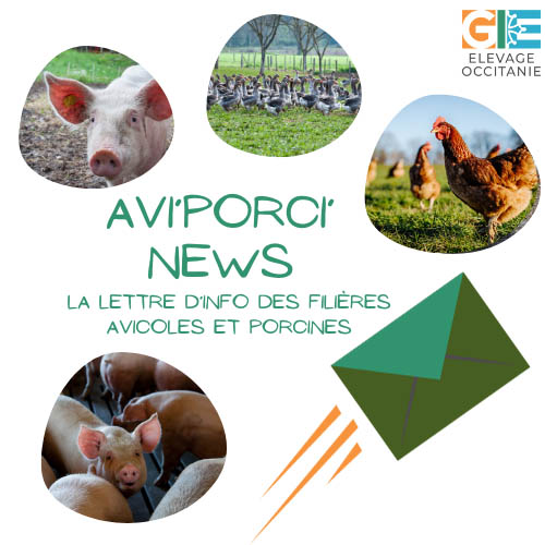 Porcins - Le GIE Elevage Occitanie