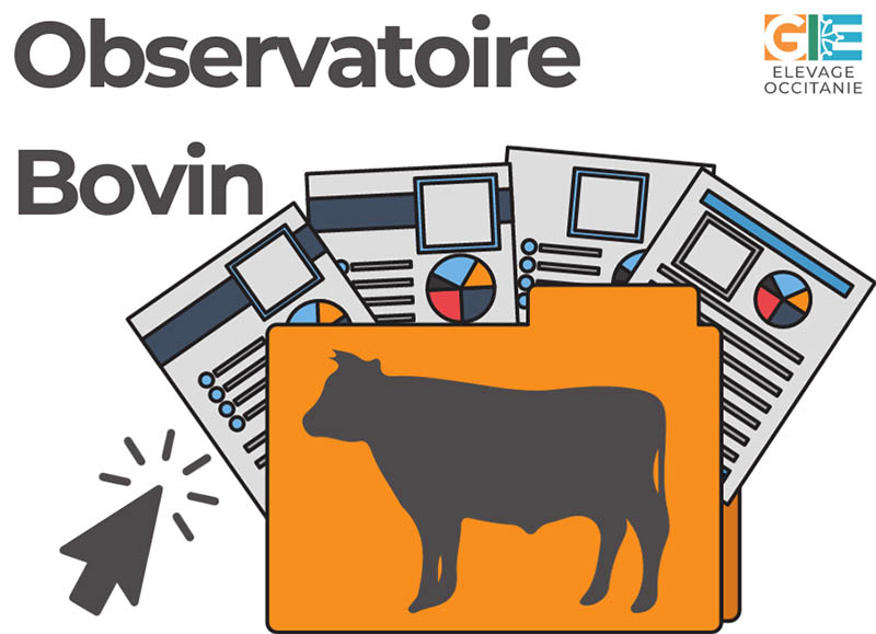 Bovins viande - Le GIE Elevage Occitanie